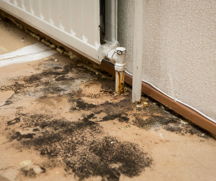 10 Early Signs of Mold in your House - Jenkins Environmental