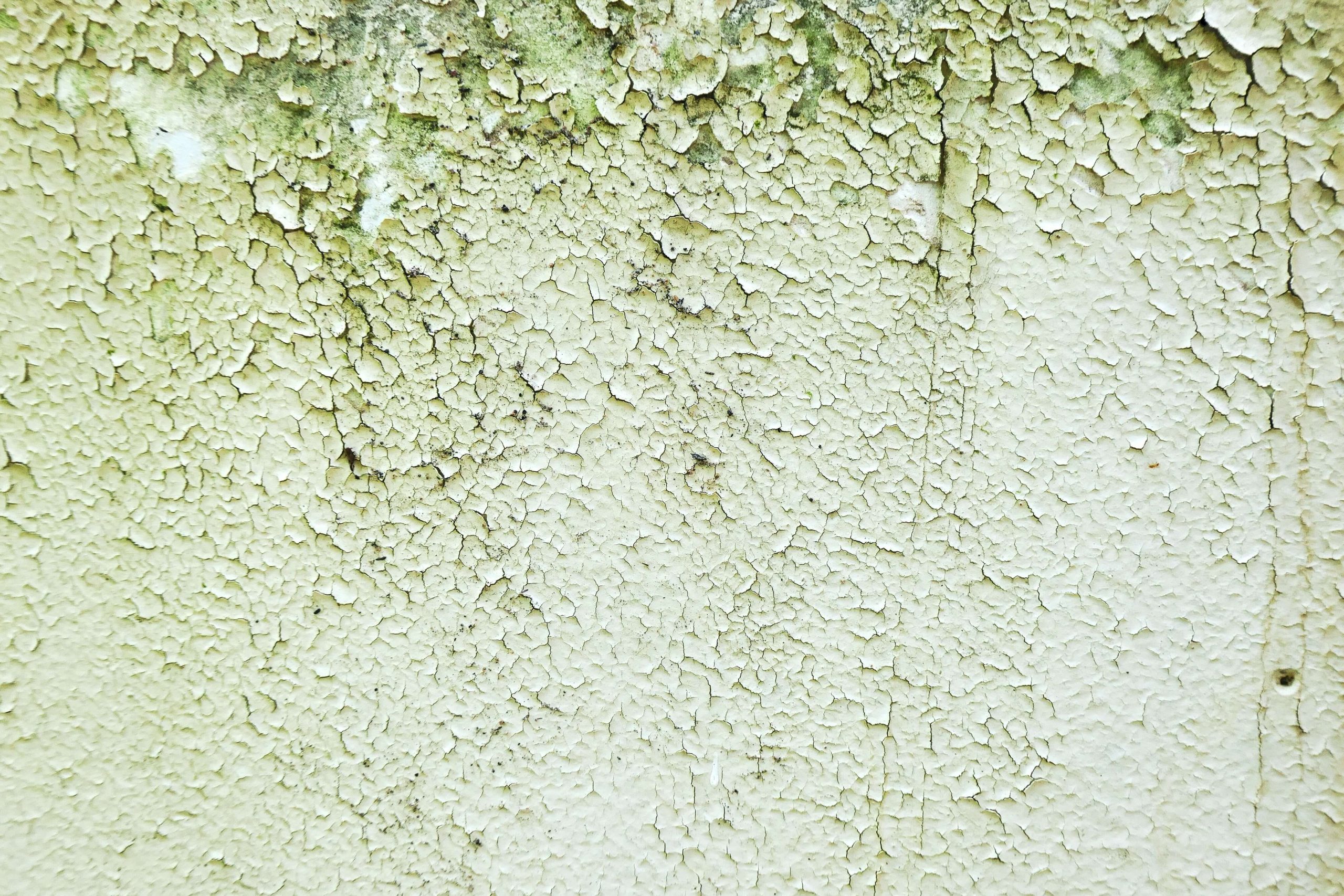 Can Mold Grow on Concrete? Causes, Prevention, & Removal